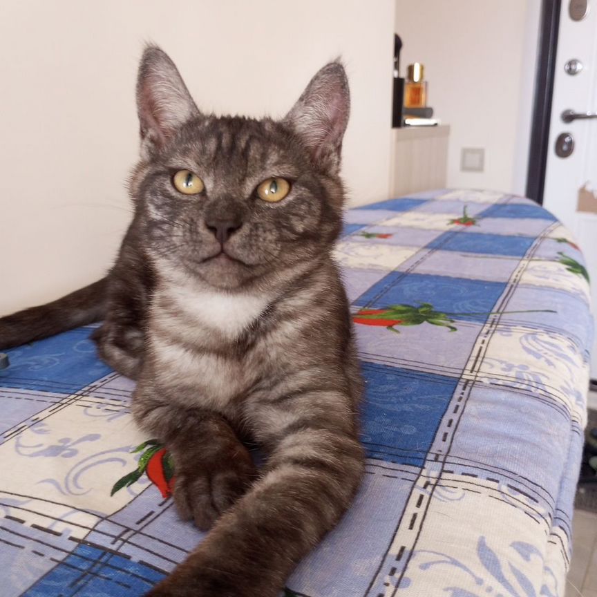 Кошки в добрые руки