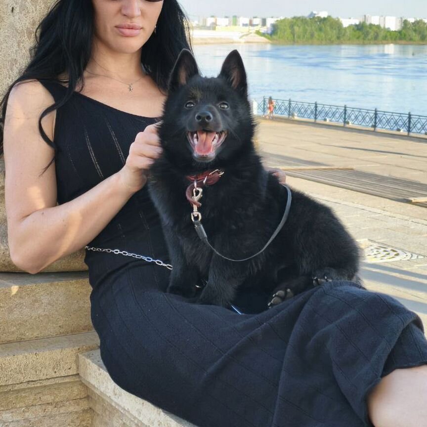 Собака шипперке