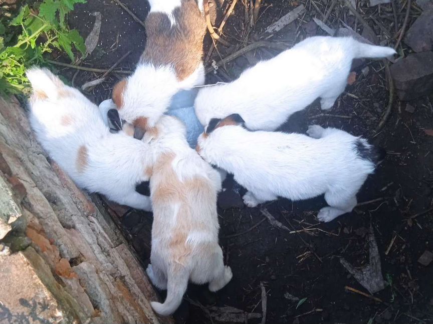 Щенки в добрые руки