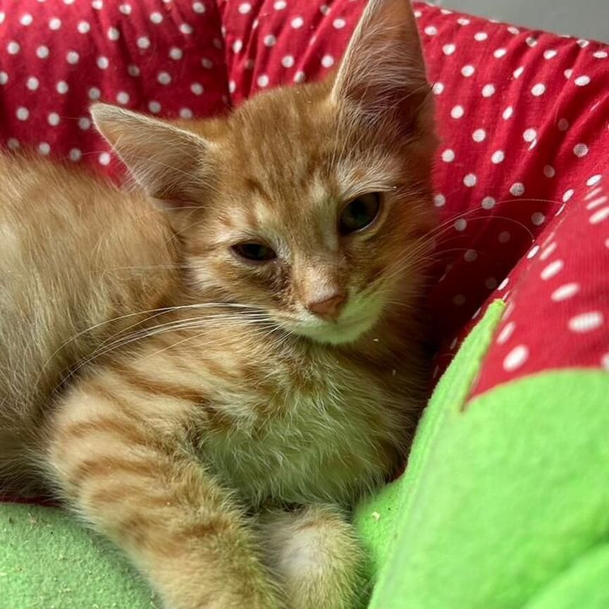 Маленький рыжий котенок из приюта