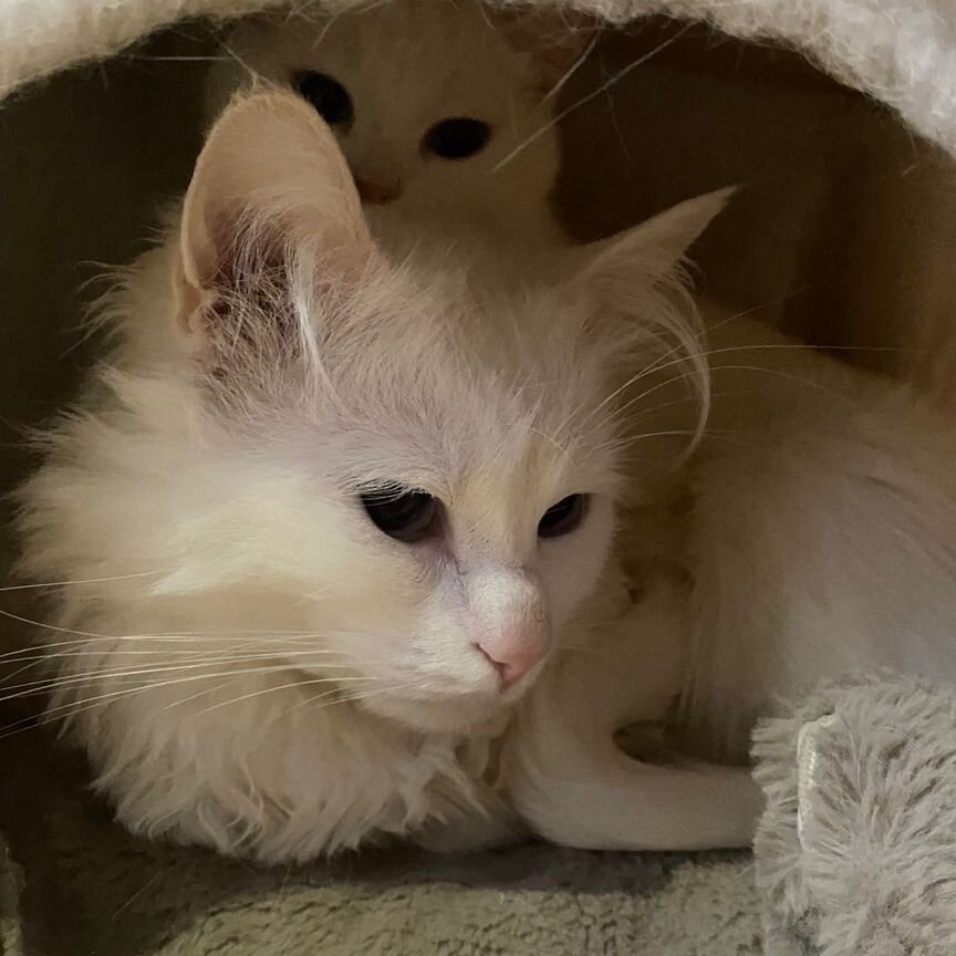 Турецкая ангора котёнок