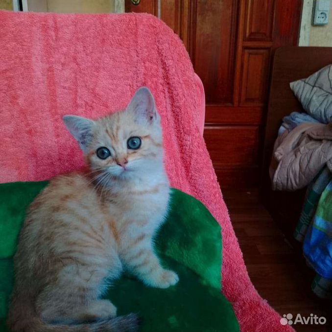 Девочка питомная