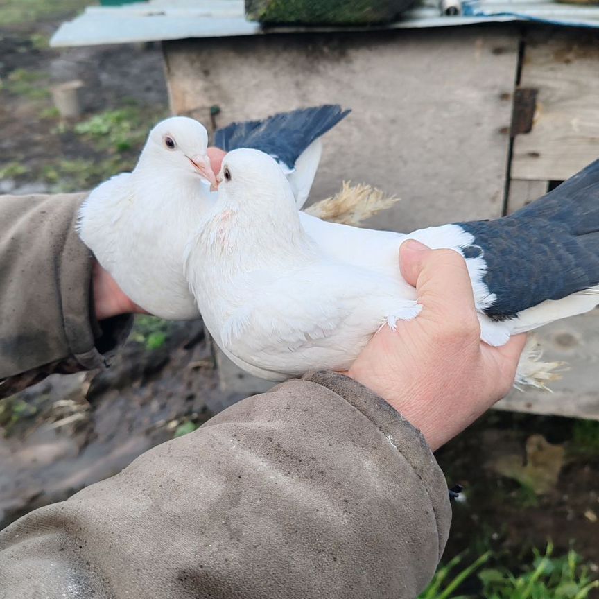 Продам голубей грузинский