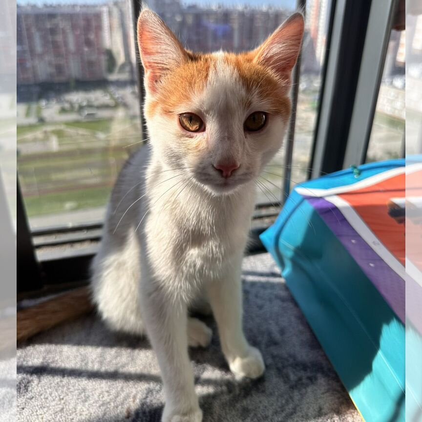 Кто потерял рыжего котенка
