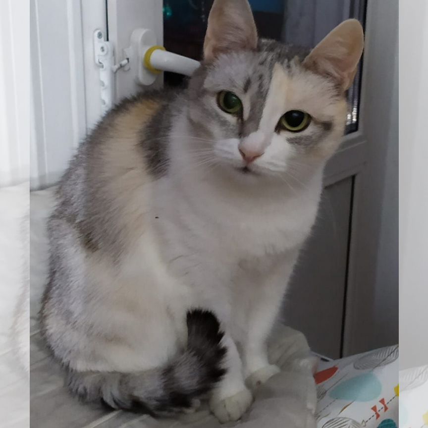 Кошка Люся