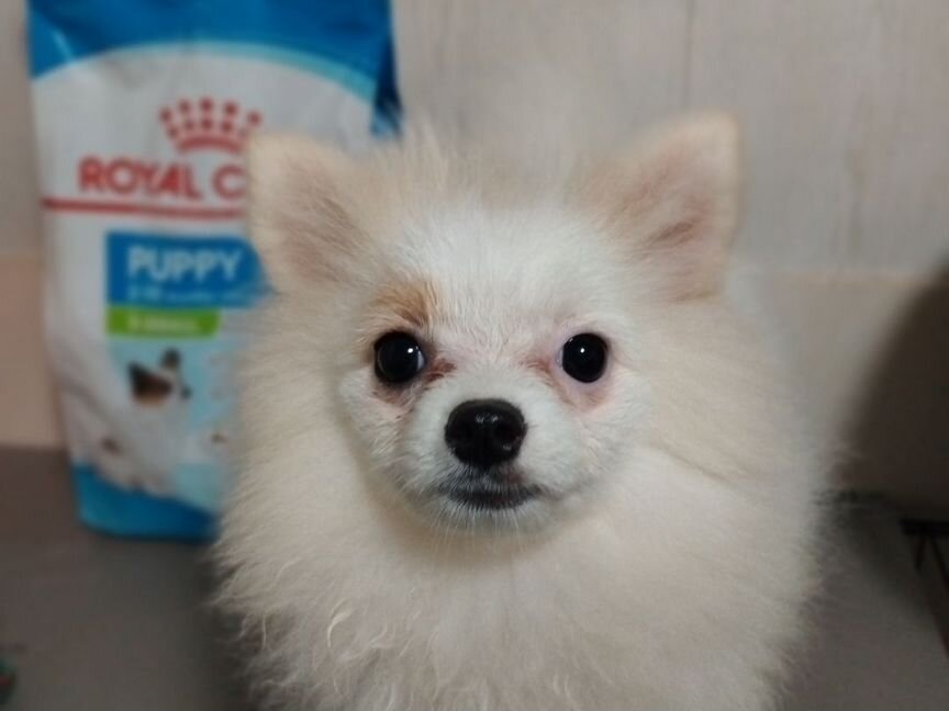 Померанский шпиц мини щенок