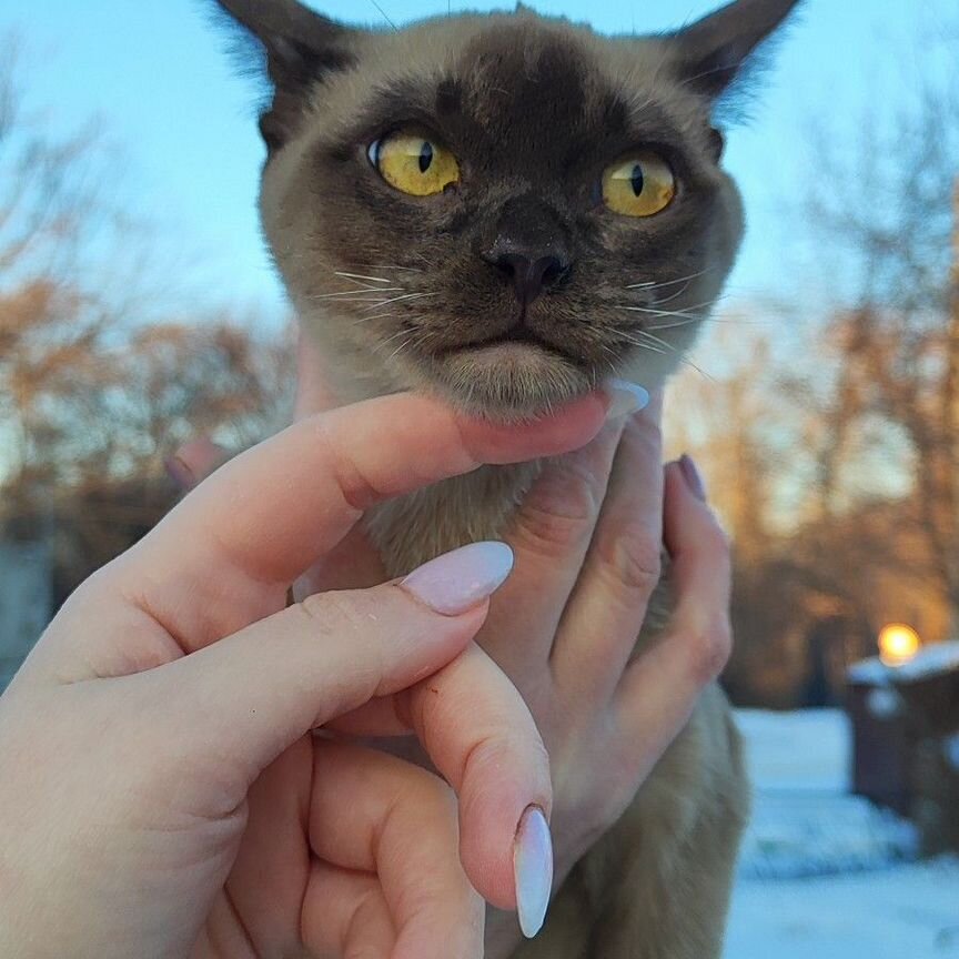 Котятки подростки