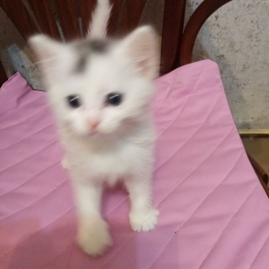 Котенок, девочка