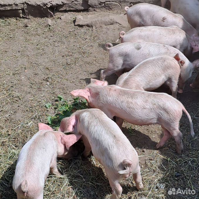 Поросенок ландрас