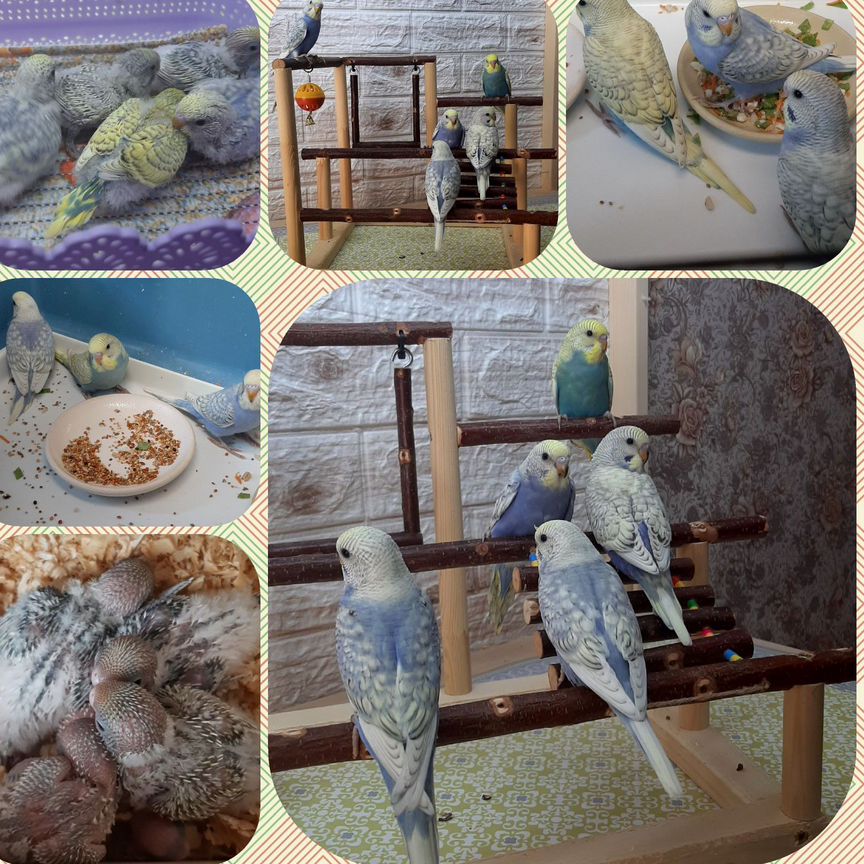 Птенцы волнистый попугай