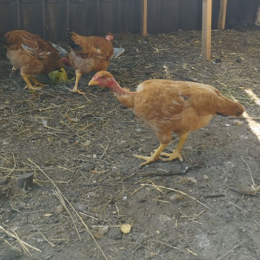 Куры молодки