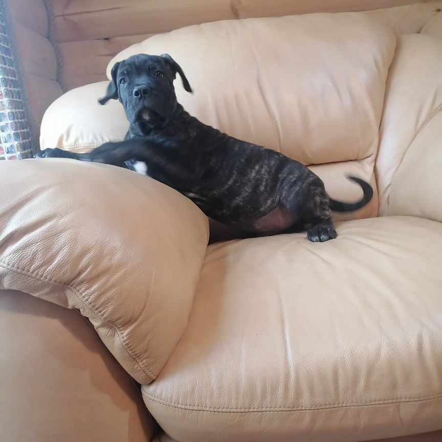 Что за Тигр.этот лев Щенки Кане Корсо РКФ