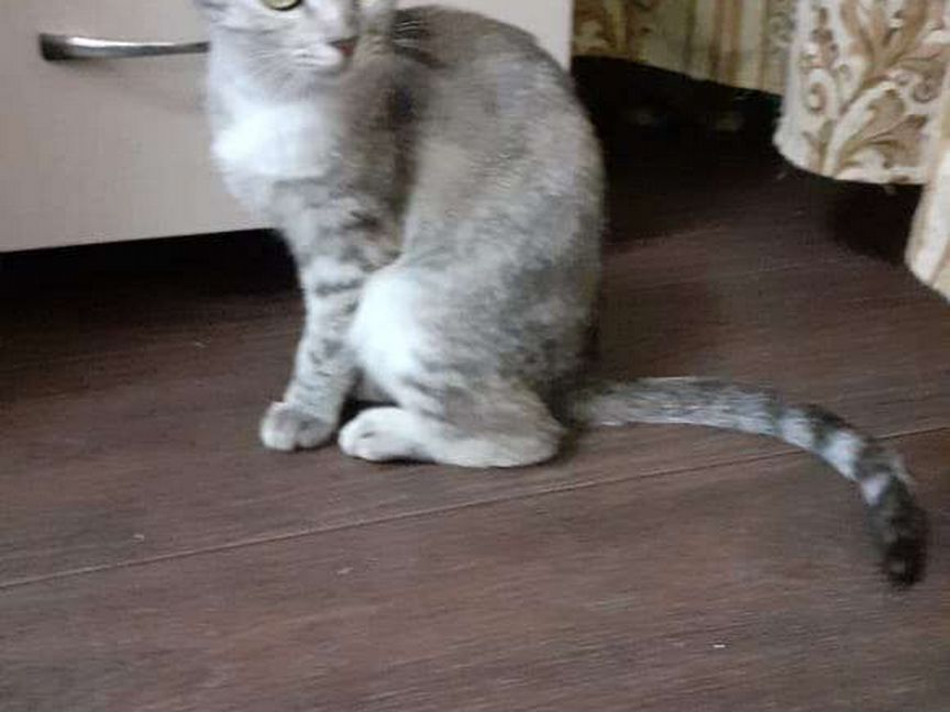 Котёнок Селена