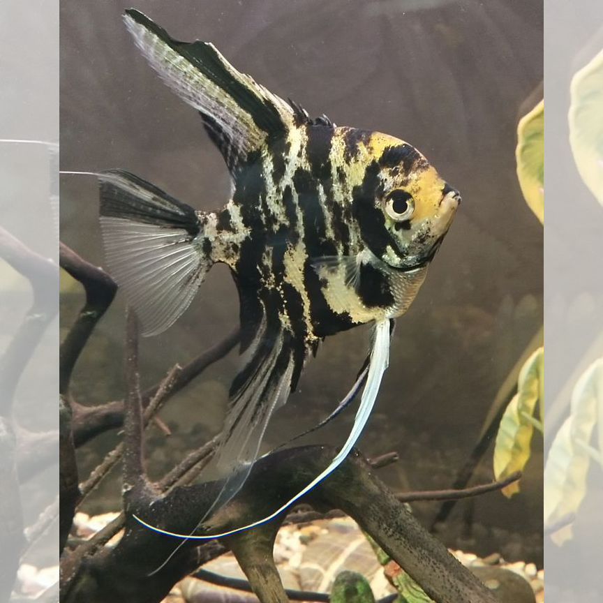 Скалярия мраморная