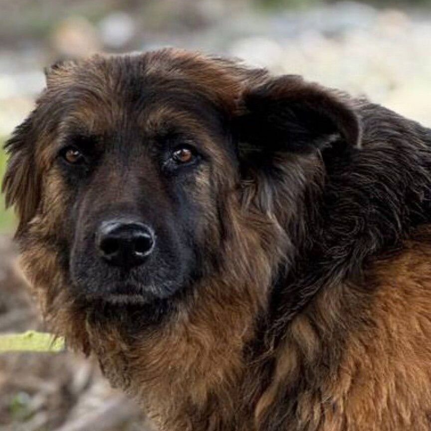 Немецкая овчарка Найда в добрые руки