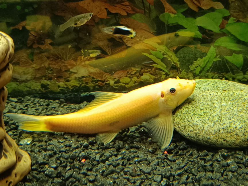 Гиринохейлус золотой отдам