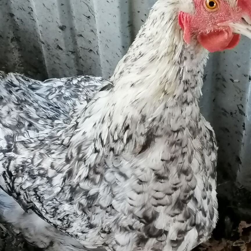 Молодые петушки