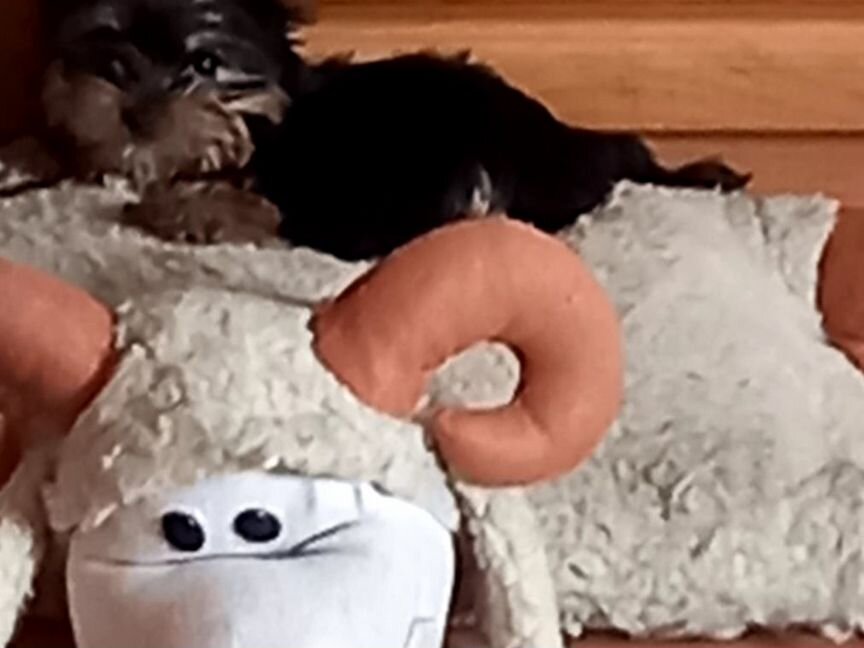 Йоркширский терьер щенки