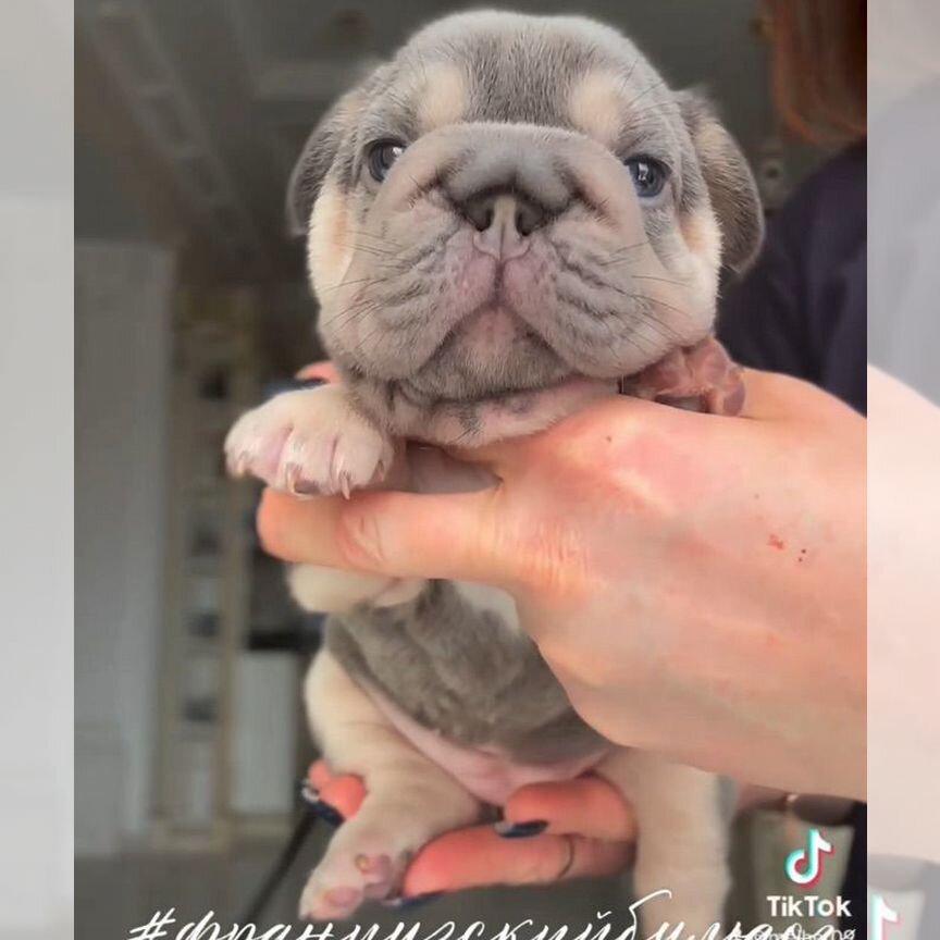 Французский бульдог, щенок