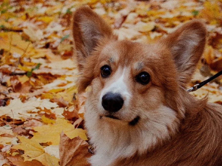 Вельш-корги пемброк вязка