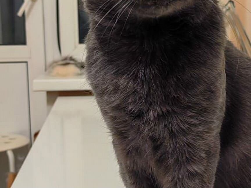 Красавчик ласкун ищет дом