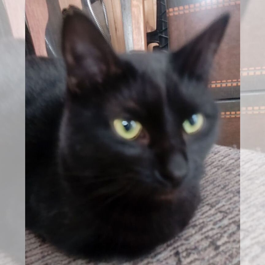 Взрослая, Девочка кошка в добрые руки