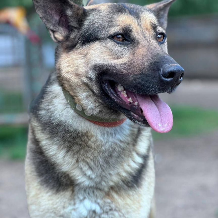 Сникерс красавец из приюта ищет дом