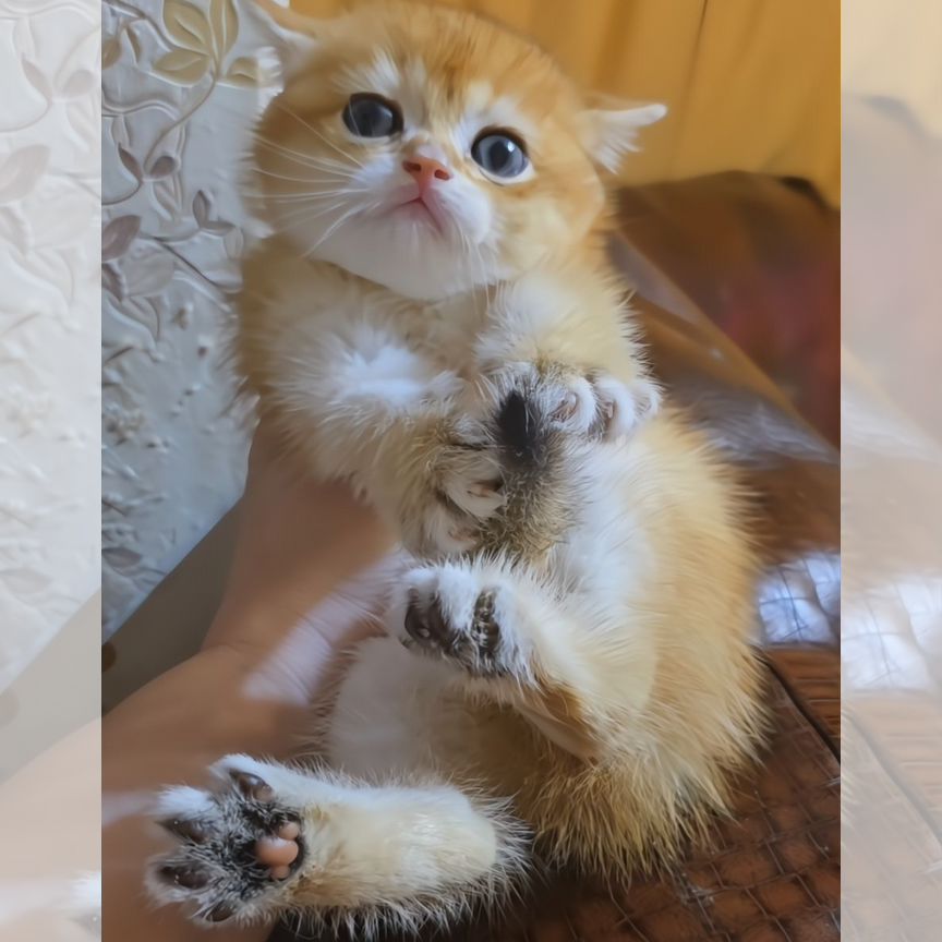 Британский короткошёрстный котёнок