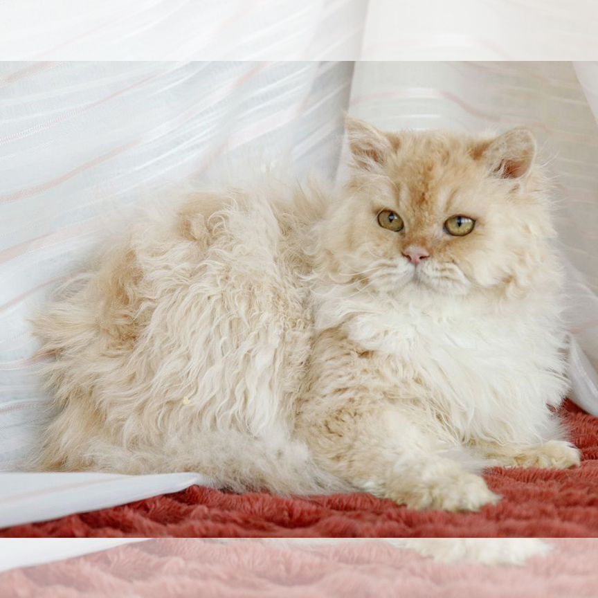 Селкирк рекс, мальчик кастрат