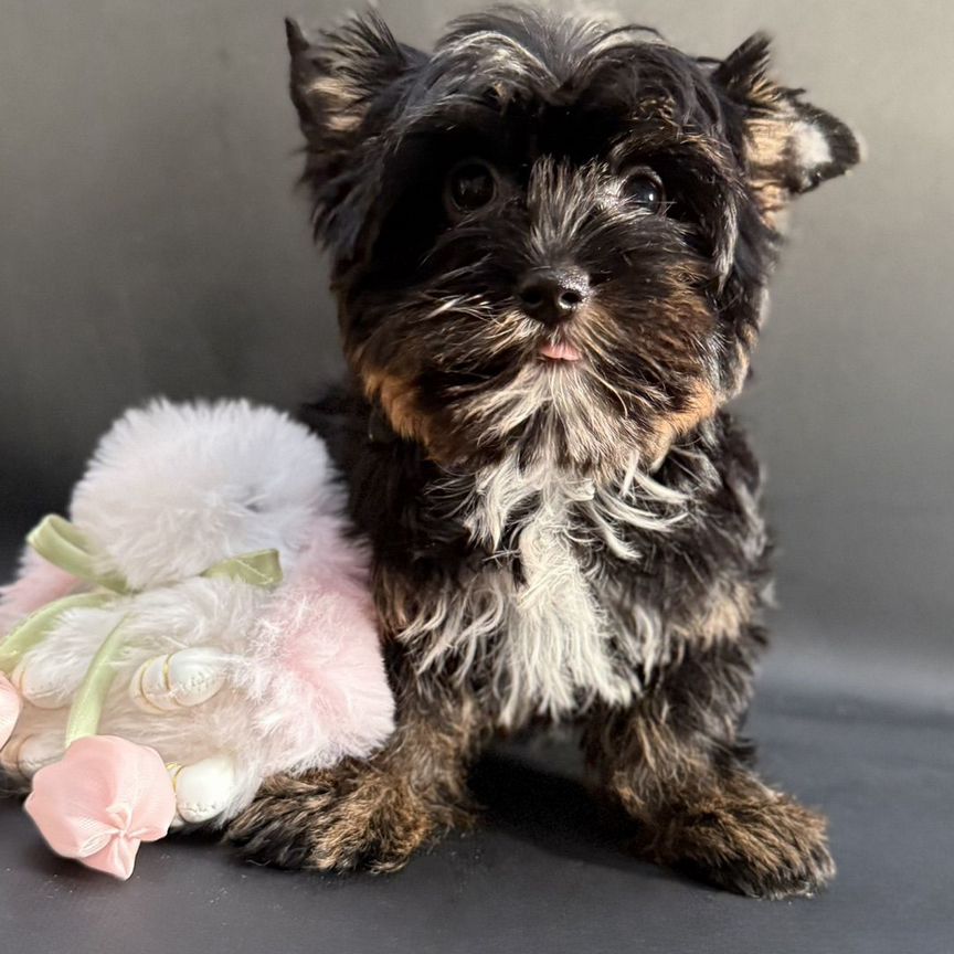 Бивер-йоркширский терьер, щенок