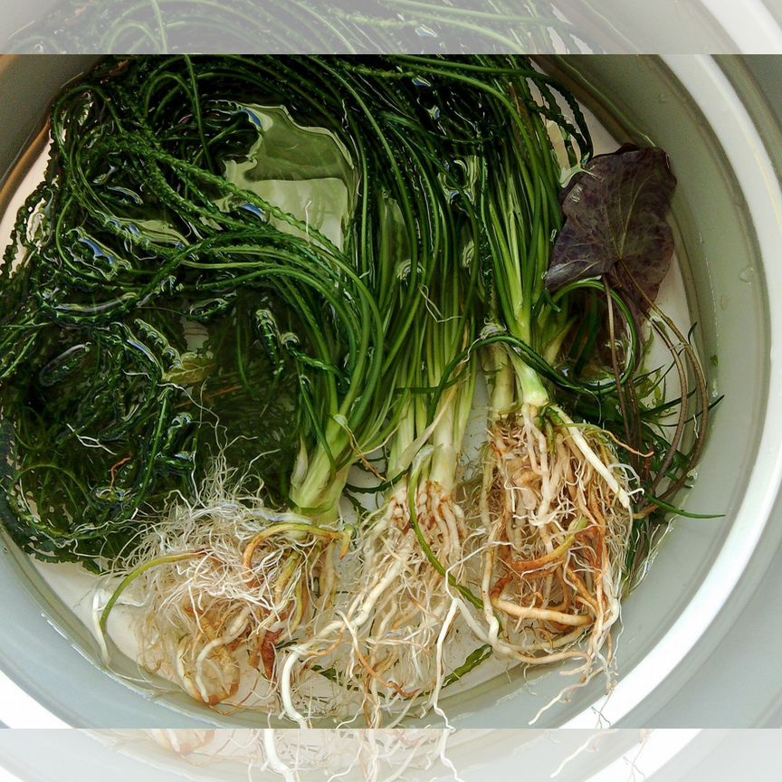 Аквариумное растение