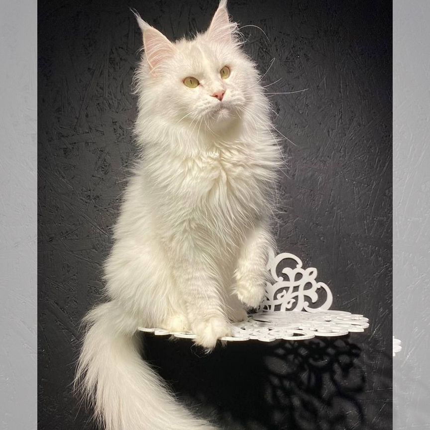 Мейн-кун, взрослая кошка