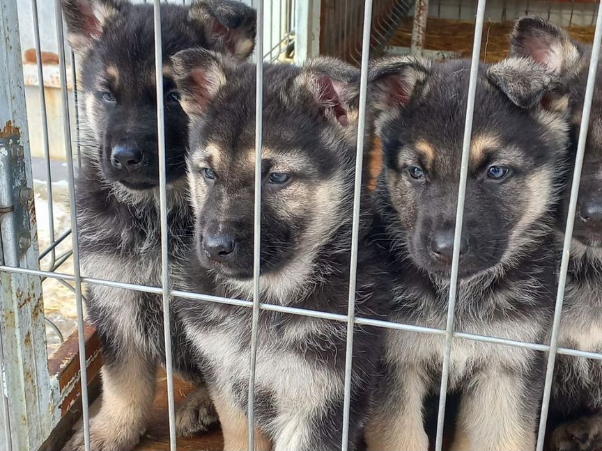 Восточноевропейская овчарка