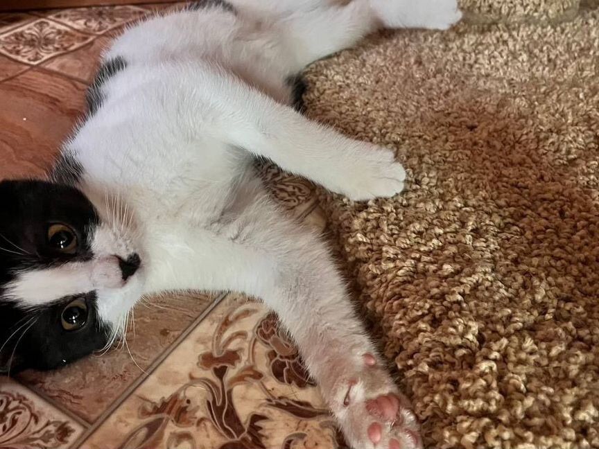 Котёнок