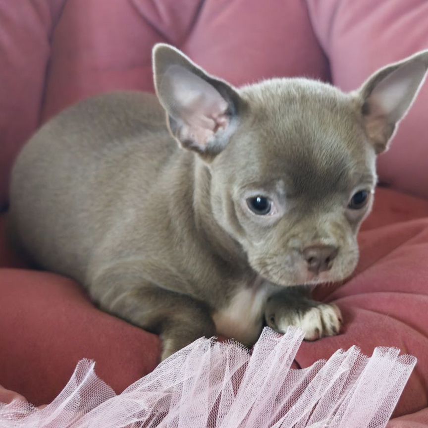 Чихуахуа, щенок