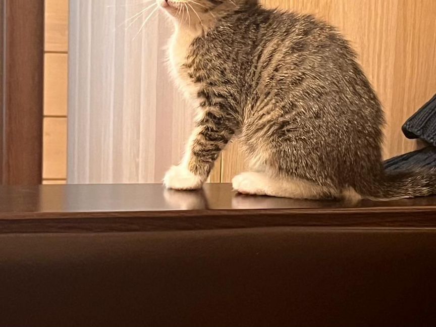 Кошечка к лотку приучена