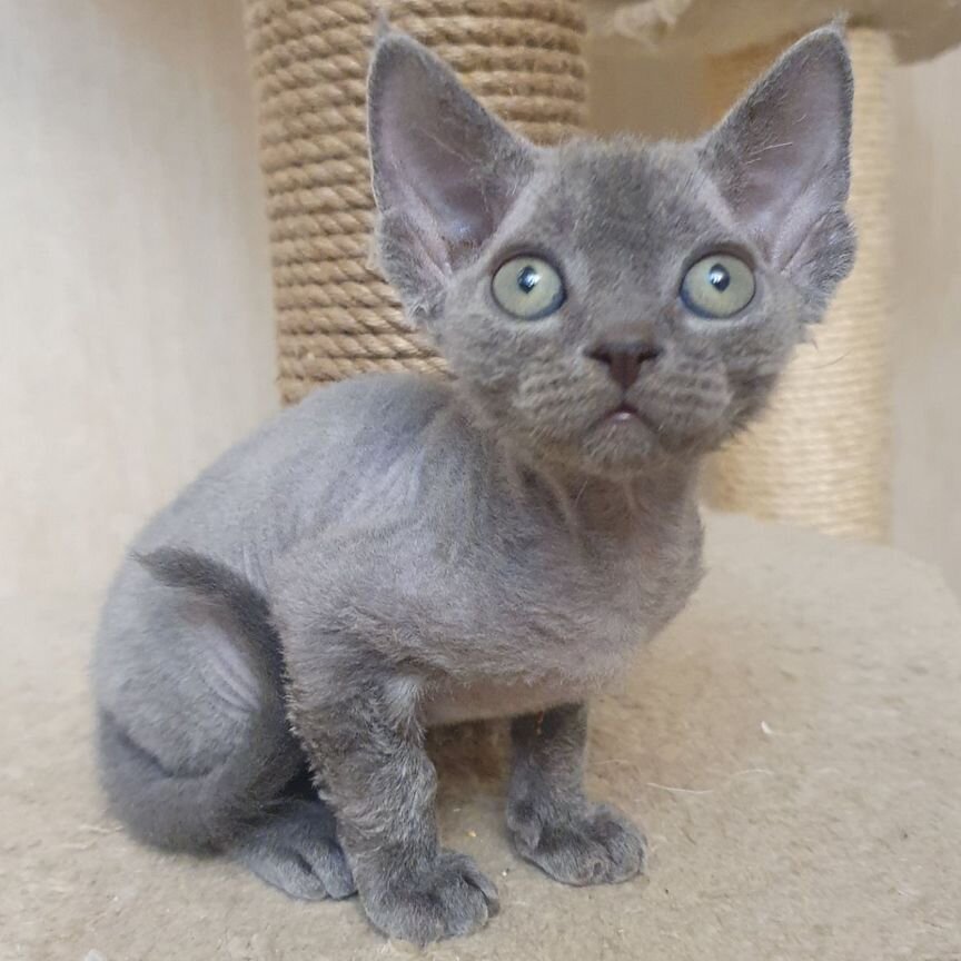 Девон-рекс котёнок