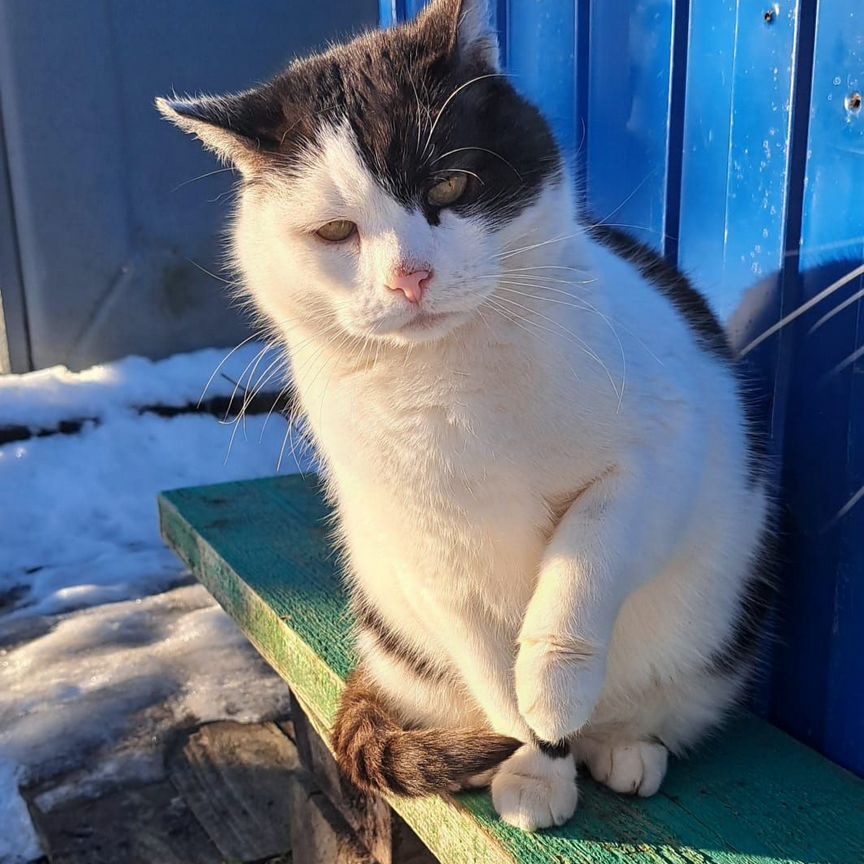 Котик в поисках семьи