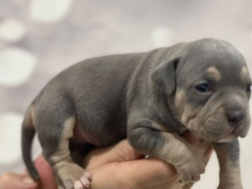 Американский булли мальчик на новый год