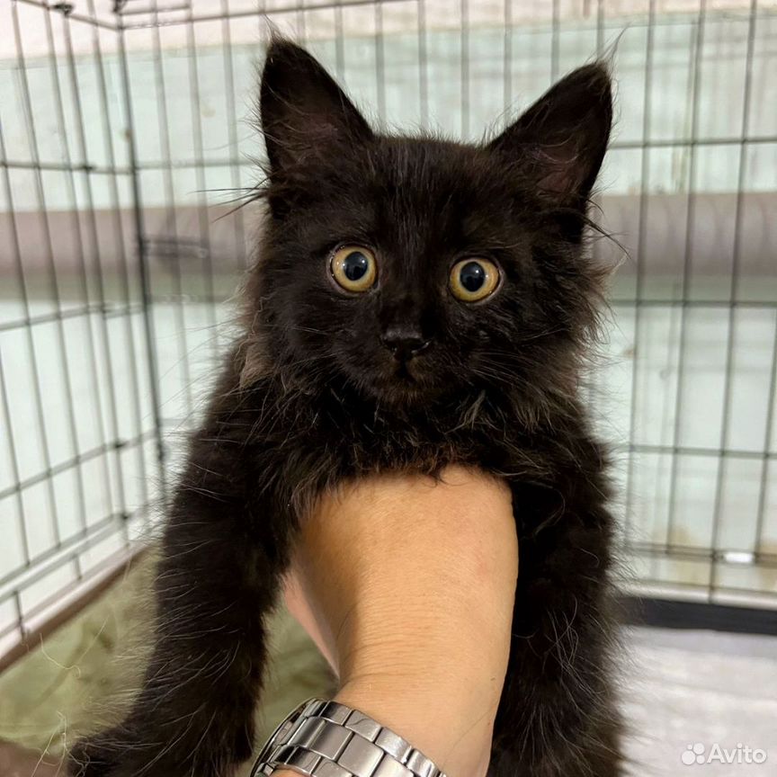 Котенок в добрые руки