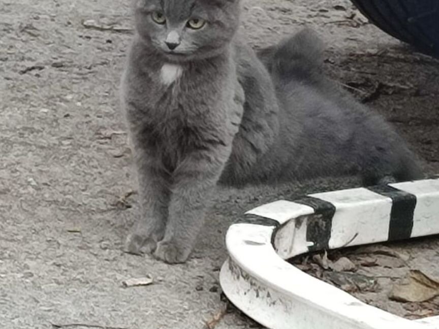 Котята