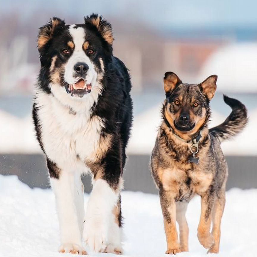 Алабай сао роскошная собака в добрые руки