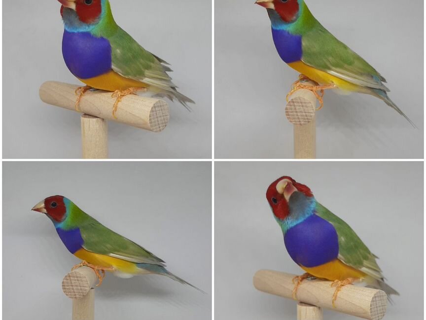 Амадины Гульда