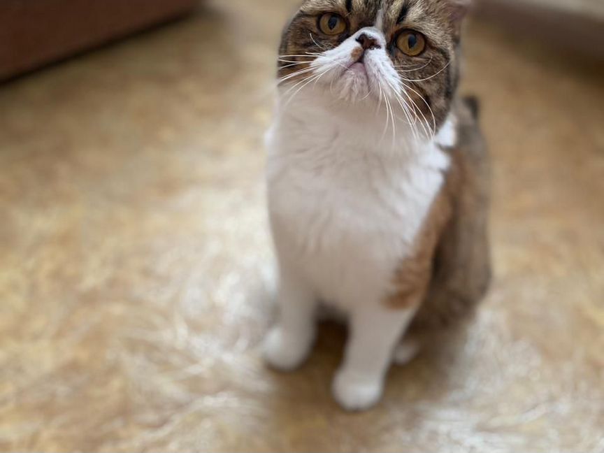 Экзотическая