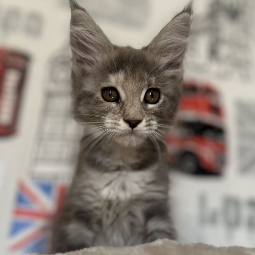 Котёнок от частного владельца