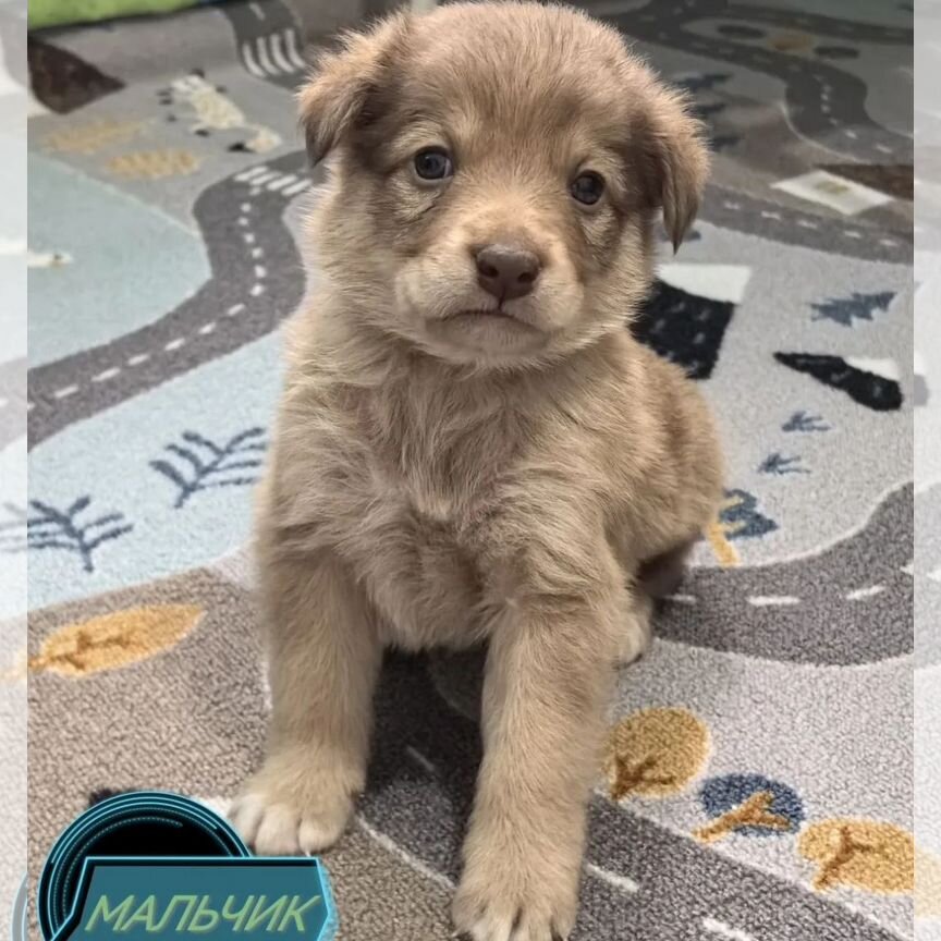 Щенок в добрые руки