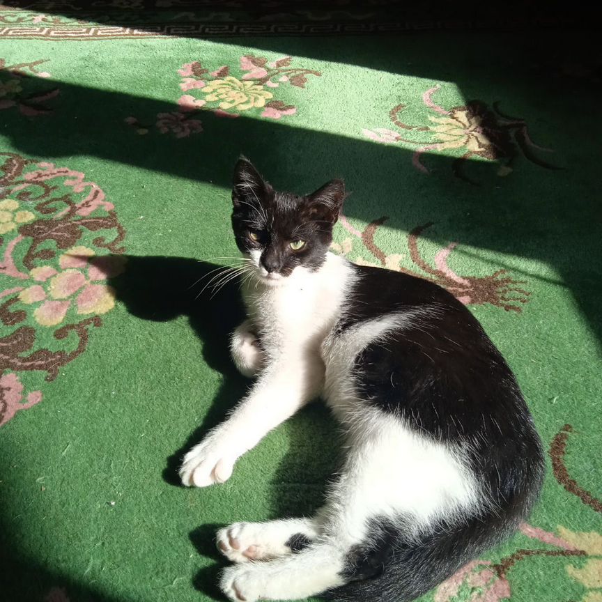 Кошечка ищет Дом