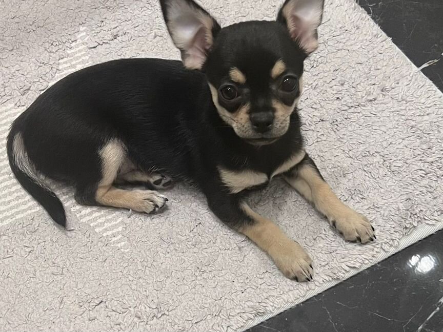 Щенок Чихуахуа
