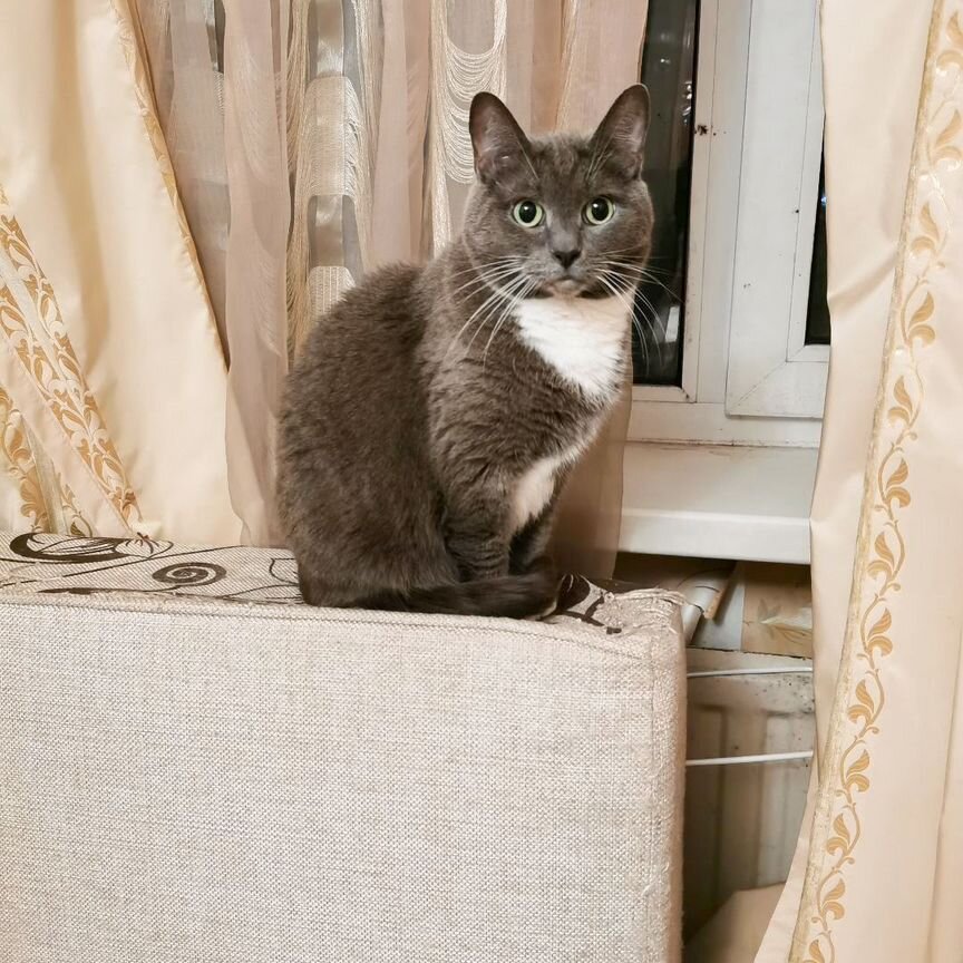 Кошки в добрые руки бесплатно