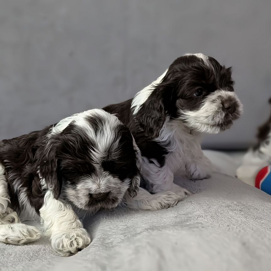 Американский кокер-спаниель, щенок